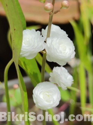 জল-গোলাপ for Sale in Dhaka | BikriSohoj