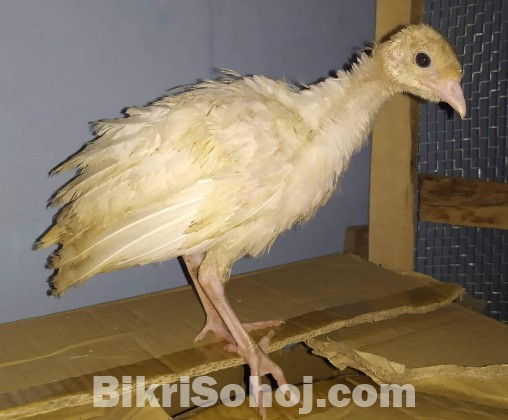 Farm Animals : Tarki Murgi | Dhaka | BikriSohoj.com