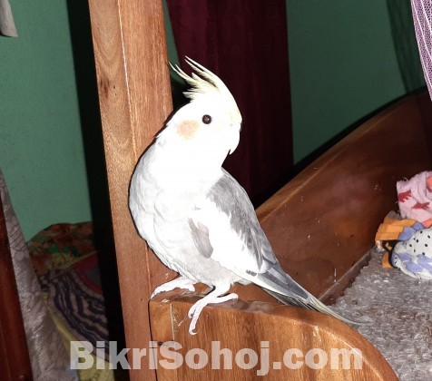 Kokatel for Sale in Dinajpur | BikriSohoj