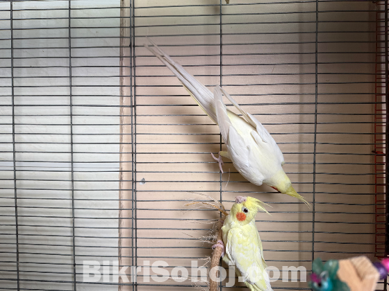 Lutino Cockatiel sell hobe for Sale in Dhaka | BikriSohoj