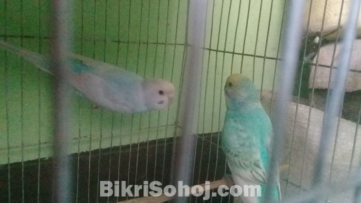 Bajrigar bird for Sale in Dhaka | BikriSohoj